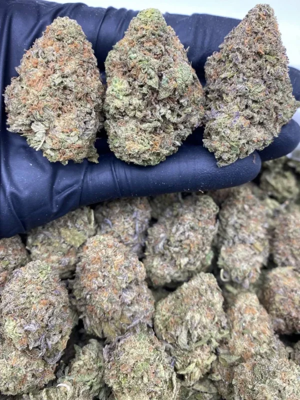 GELATO MILK – Pounds Club